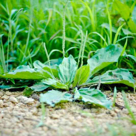 Plantain, the Plant That Keeps on Giving - Wild Roots Apothecary