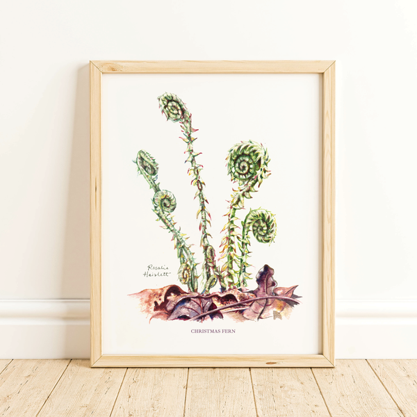 Fiddlehead Ferns Watercolor Art Print by Rosalie Haizlett - Wild Roots ...