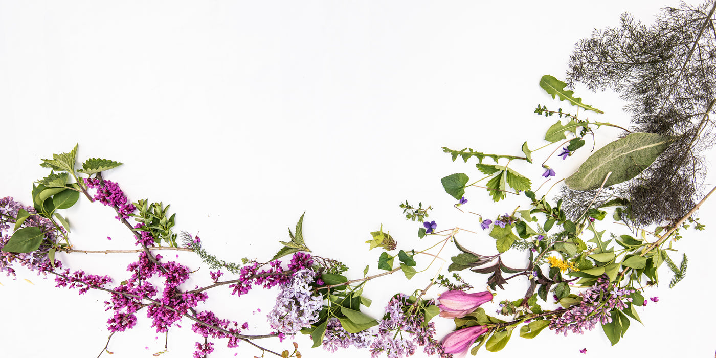 The "Soothe Me" Magic of Marshmallow (Root, Leaf and Flower) - Wild ...