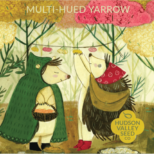 Multi-Hued Yarrow Seeds - Wild Roots Apothecary